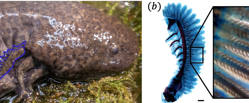 Researchers look to amphibian fish gill evolution for bioinspiration ...