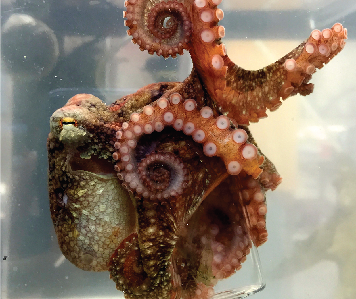 A new milestone in the study of octopus arms | Mechanical Science ...